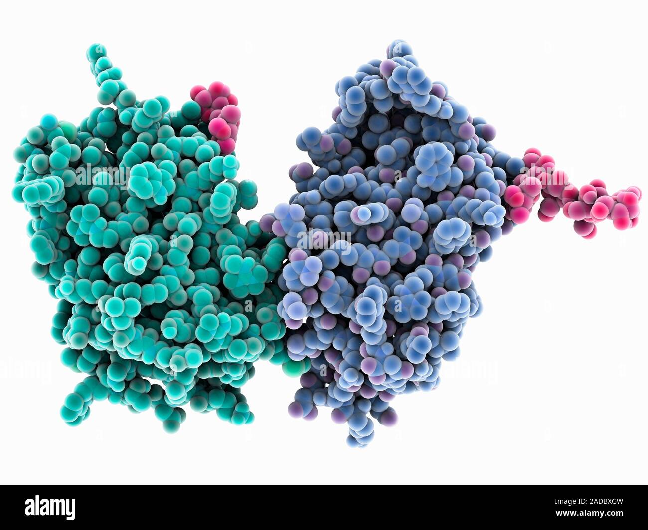 Human Interferon Beta Molecule Computer Model Showing The Dimeric Structure Of Interferon Beta