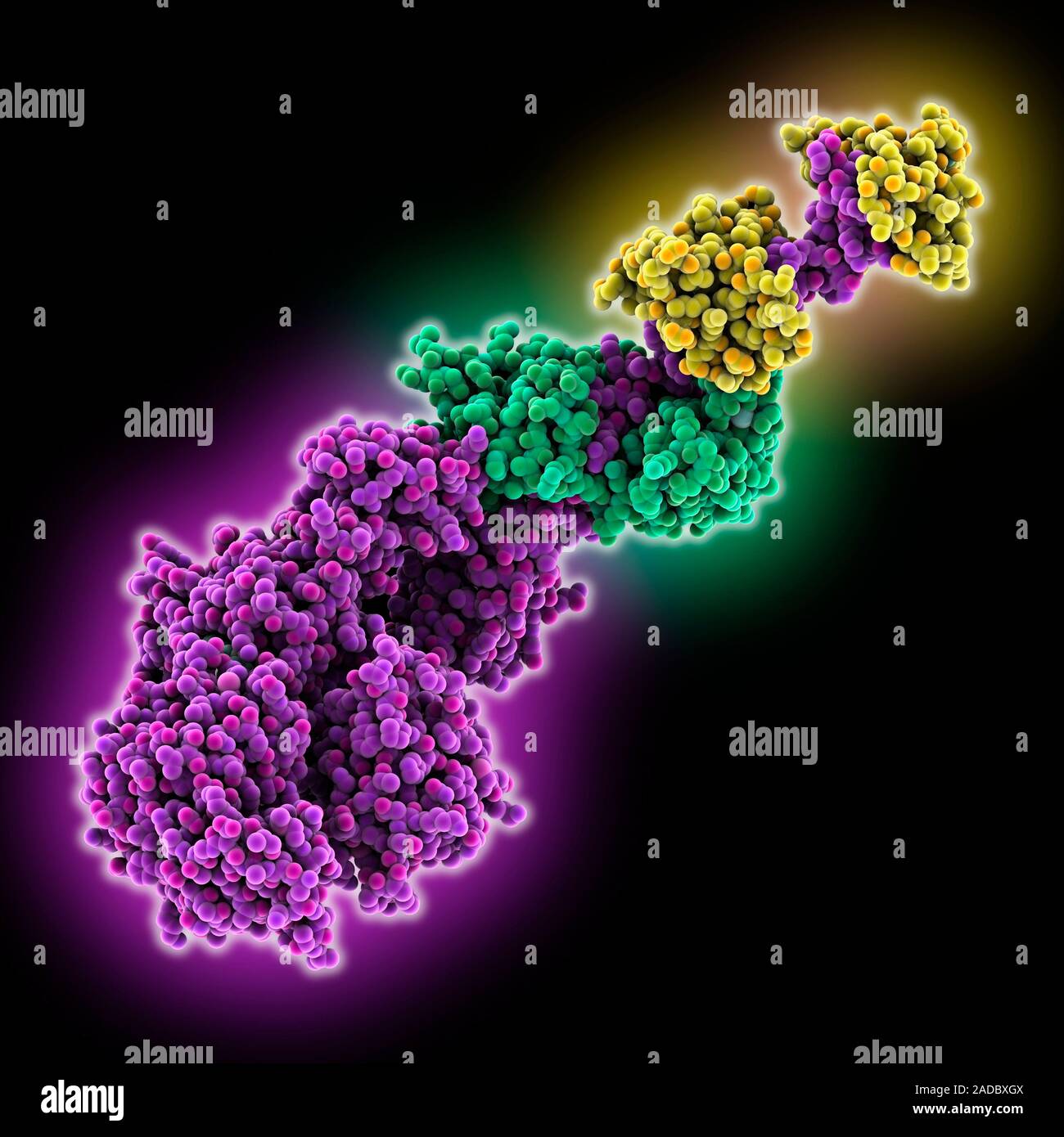 Myosin fragment. Computer model showing the structure of a myosin ...