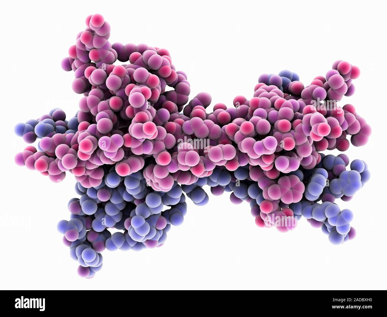 Nerve growth factor molecule. Computer model showing the structure of ...