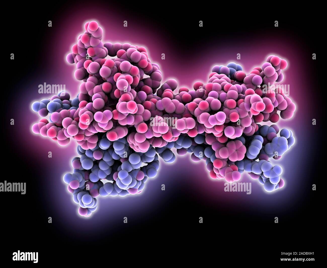 Nerve growth factor molecule. Computer model showing the structure of ...