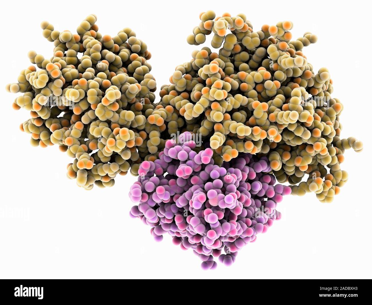 Human Ras-Sos complex. Computer model showing human Ras (pink ...