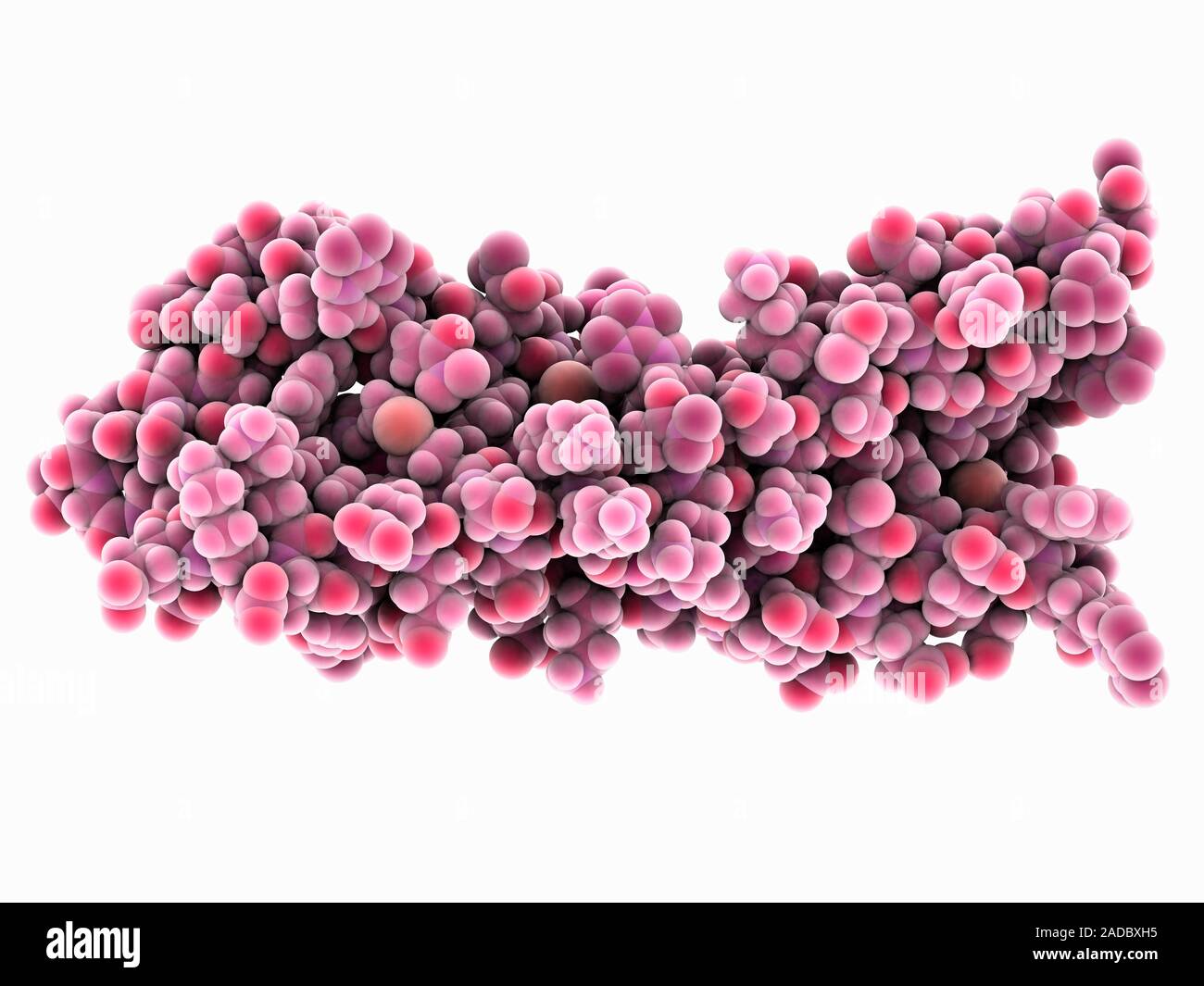 Syntaxin 1A molecule. Computer model showing the structure of the ...
