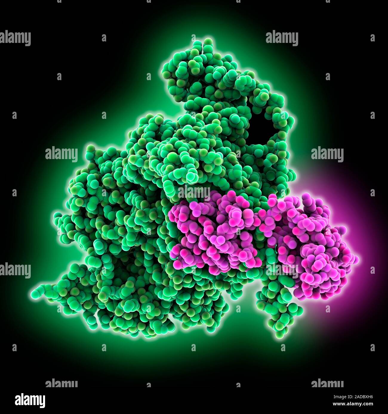Myosin Motor Light Chain Complex Computer Model Showing The Structure