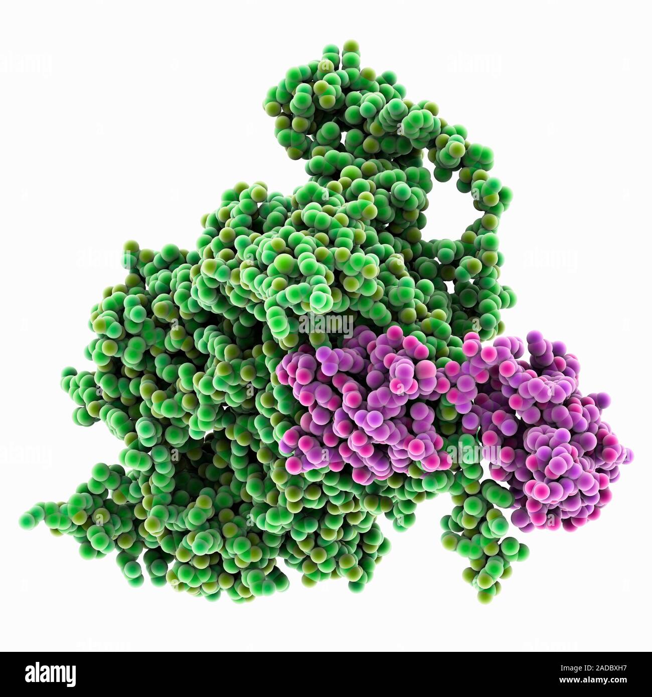 Myosin Motor Light Chain Complex Computer Model Showing The Structure