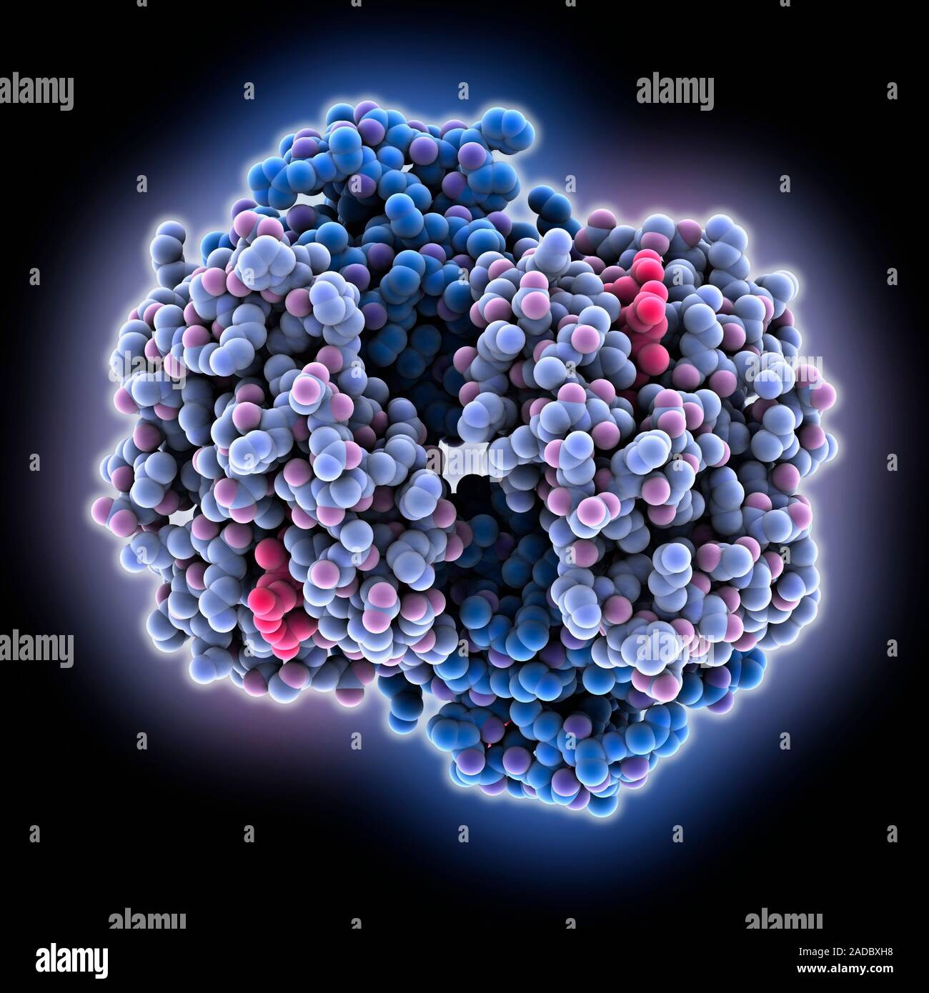 Human haemoglobin molecule. Computer model showing the structure of ...