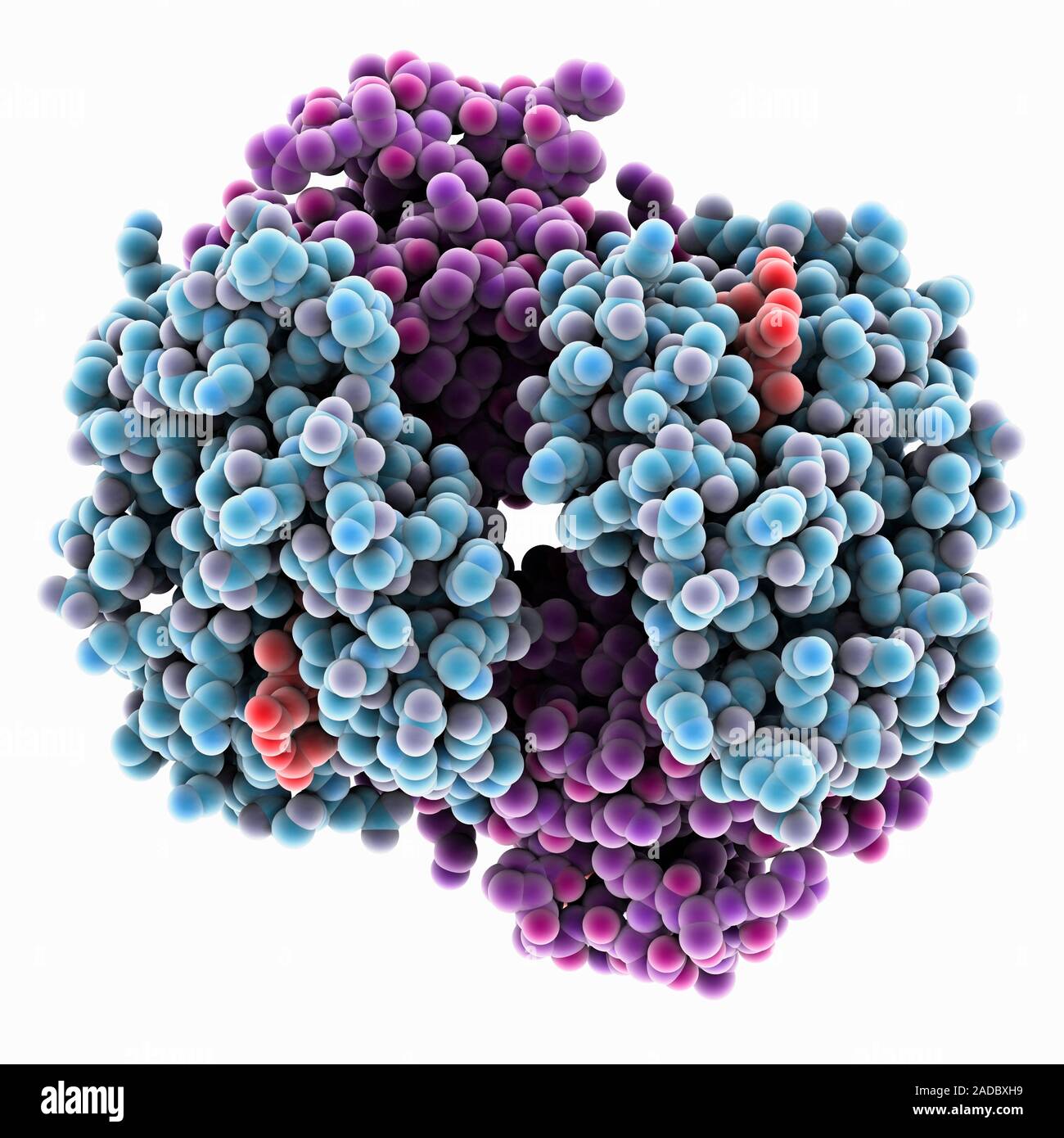 Human haemoglobin molecule. Computer model showing the structure of ...