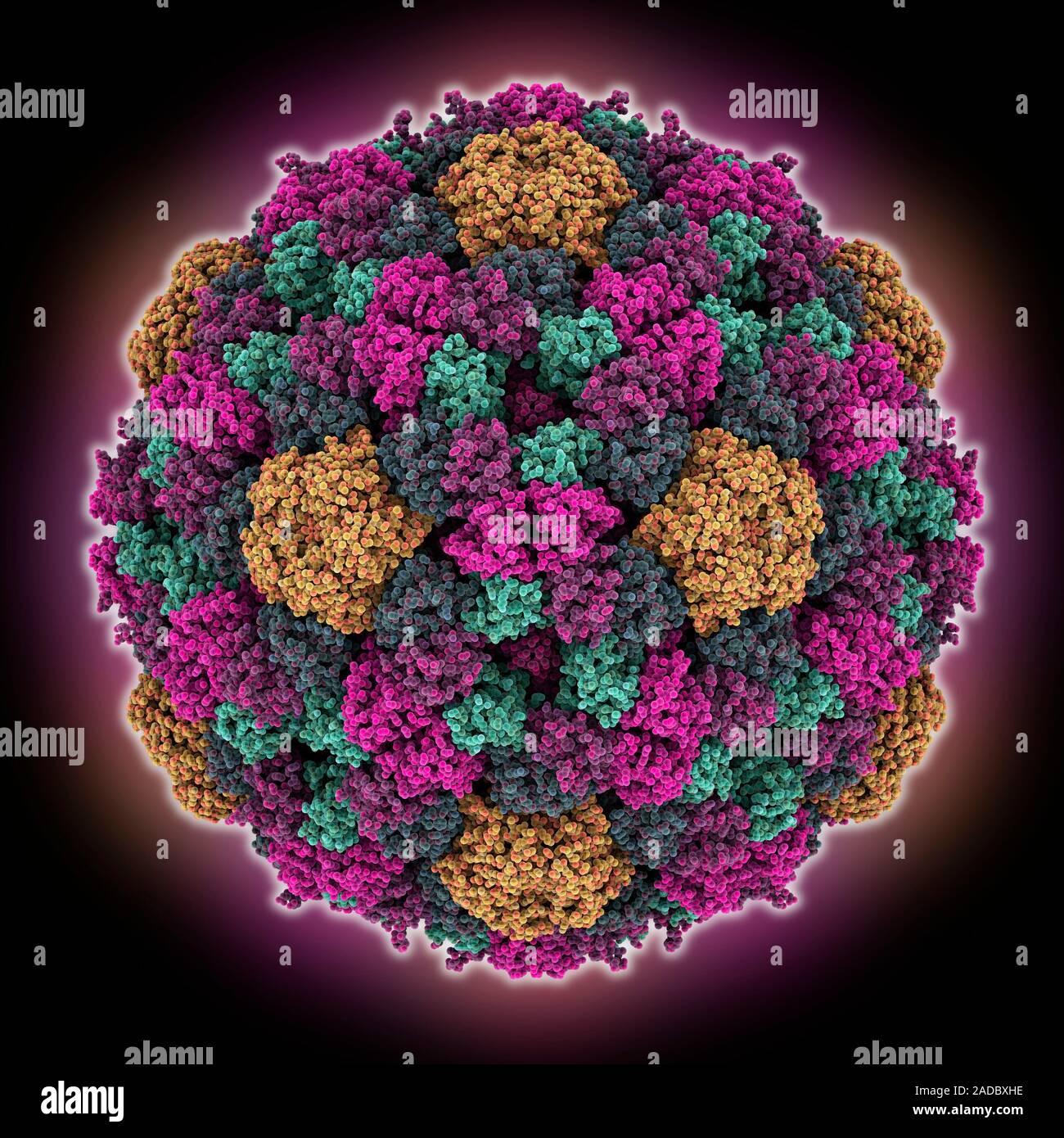 Bacteriophage phiX174 molecule. Computer model showing the structure of the capsid of ...