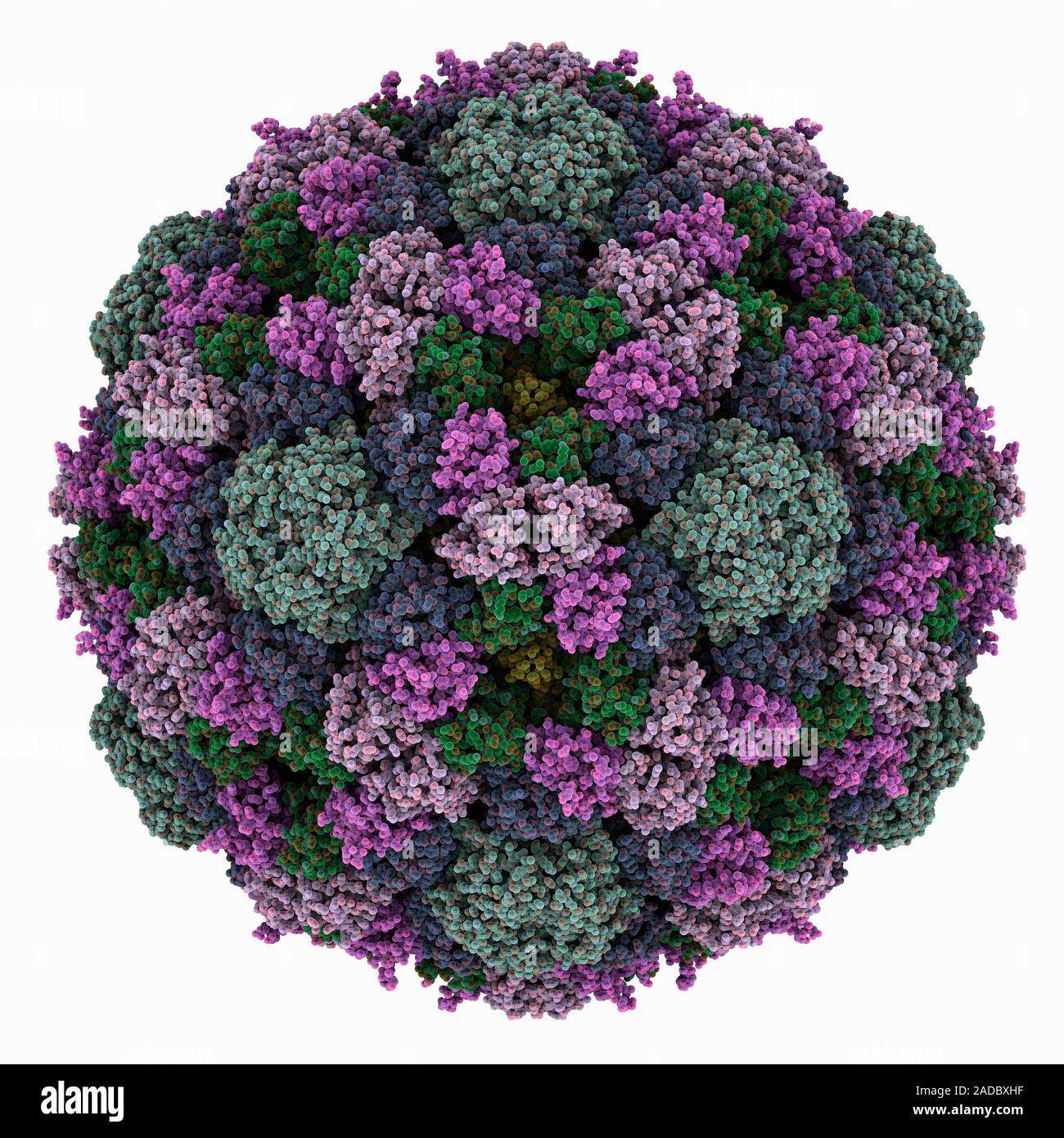 Bacteriophage phiX174 molecule. Computer model showing the structure of the capsid of ...