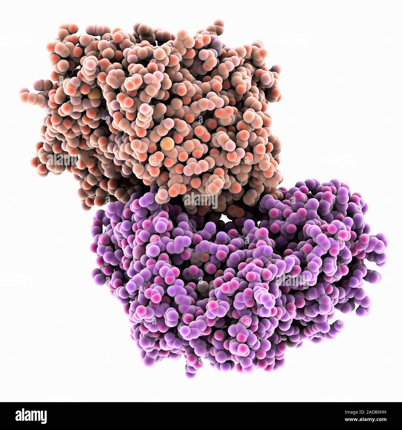 Hepatitis C virus RNA polymerase. Computer model showing the structure ...