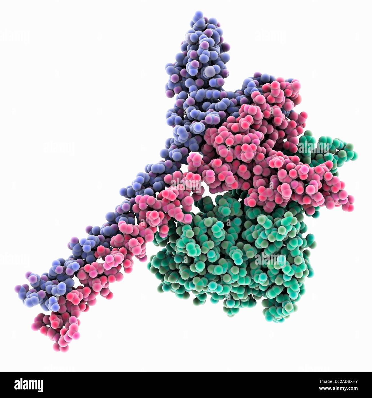 Chaperone GRPE complex. Computer model showing the structure of the ...