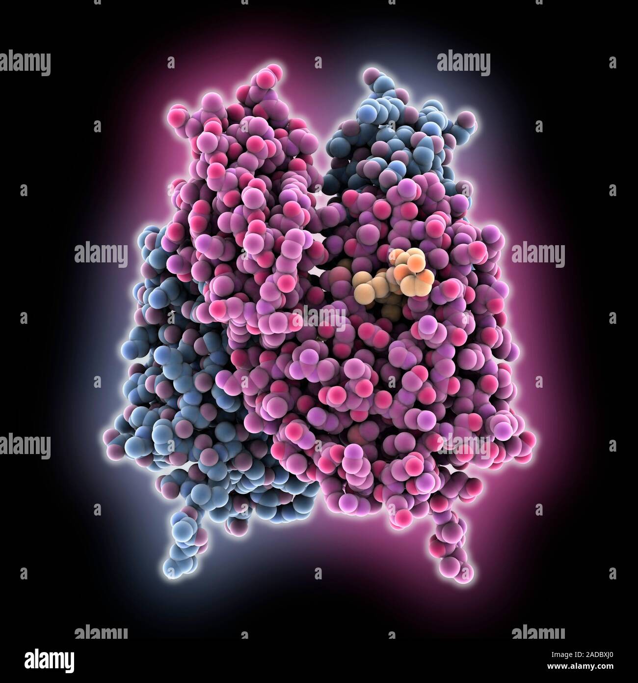 Chaperone peptide complex. Computer model showing the structure of the ...
