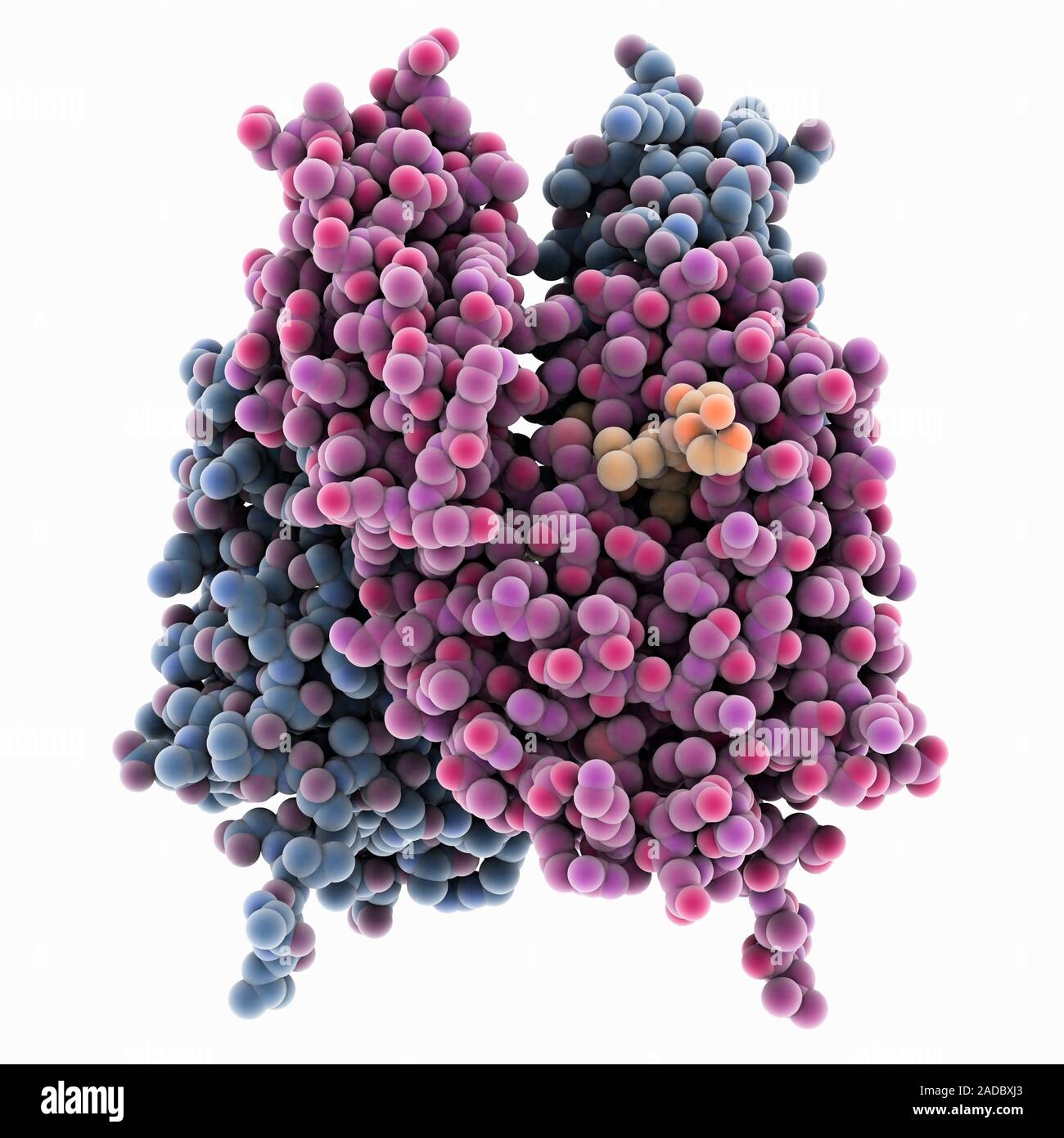 Chaperone peptide complex. Computer model showing the structure of the ...