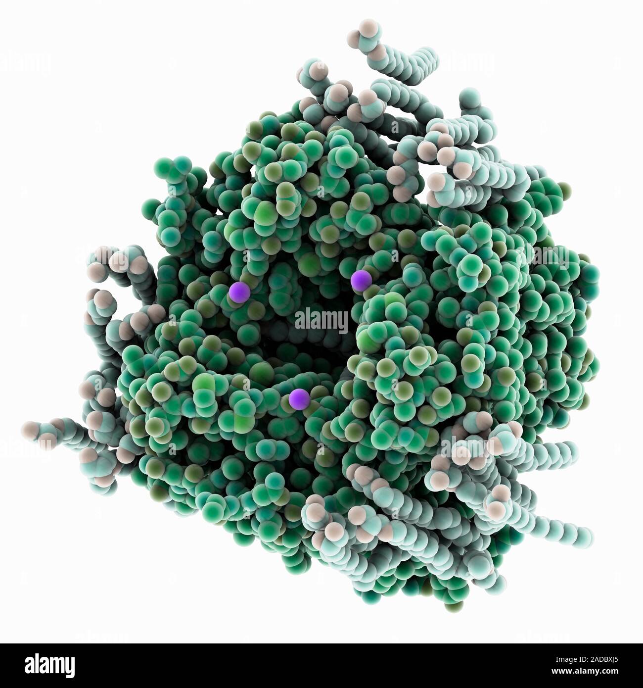 Halorhodopsin chloride pump. Computer model showing the structure of a ...