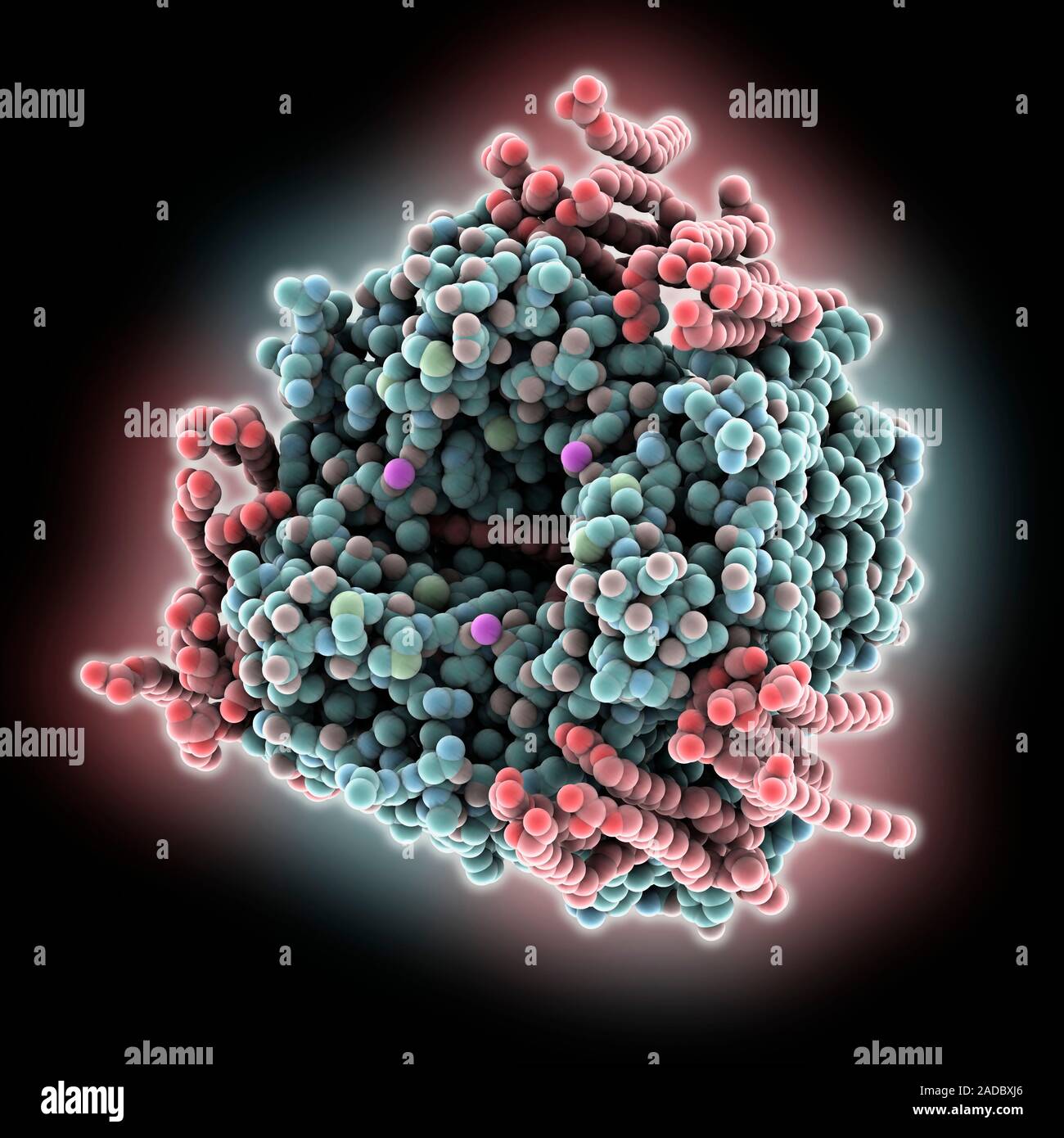 Halorhodopsin chloride pump. Computer model showing the structure of a ...