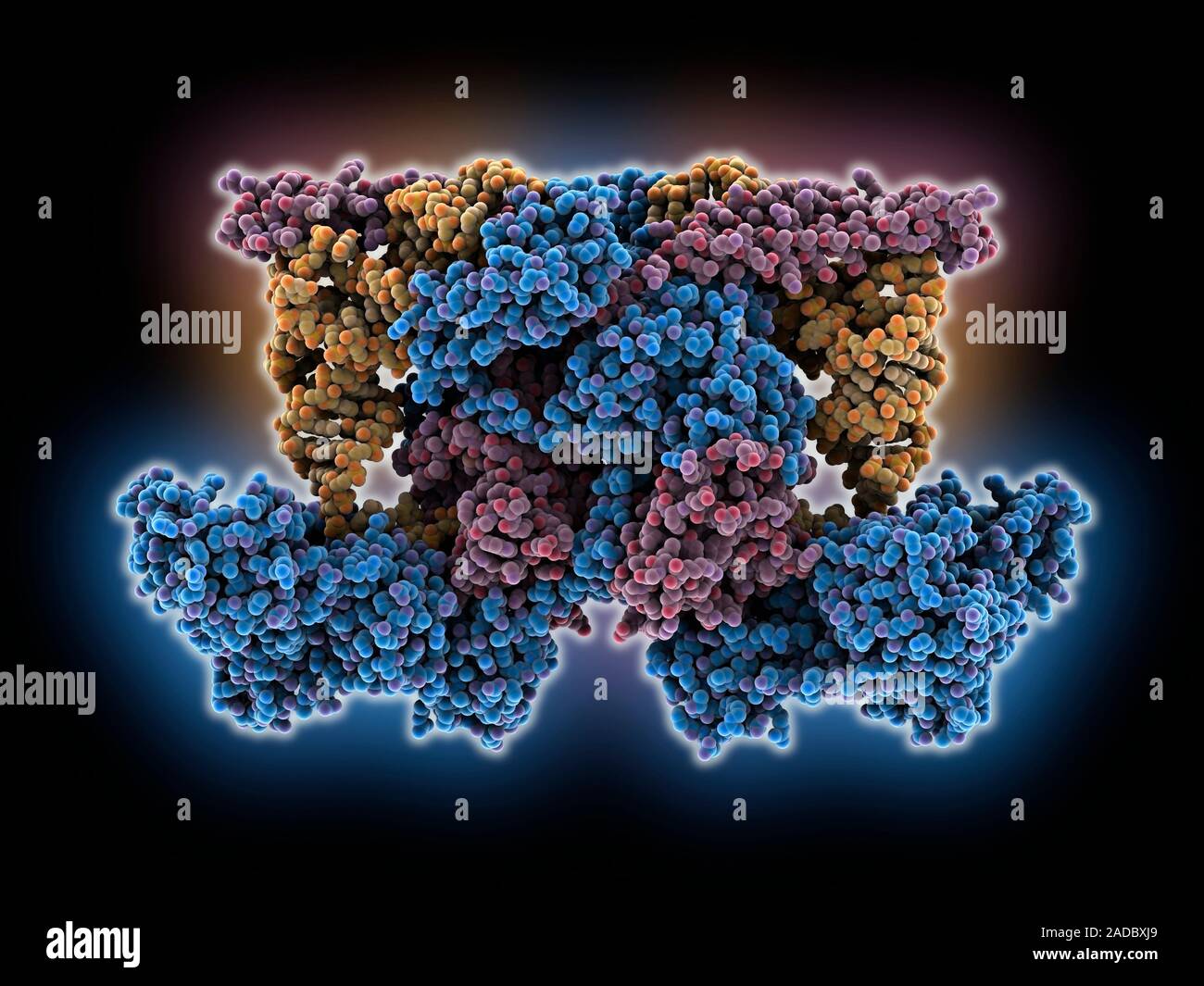 Phenylalanyl-transfer RNA (tRNA) synthetase complex. Computer model ...