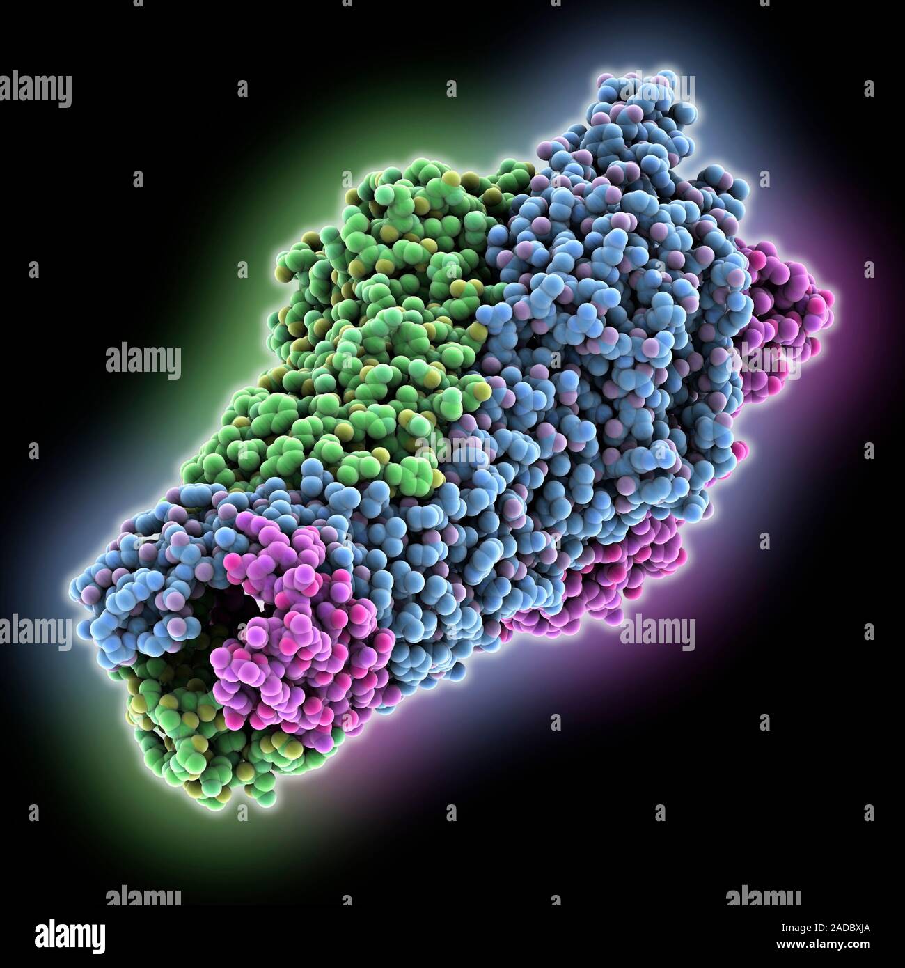Multidrug efflux transporter component TolC. Computer model showing the ...