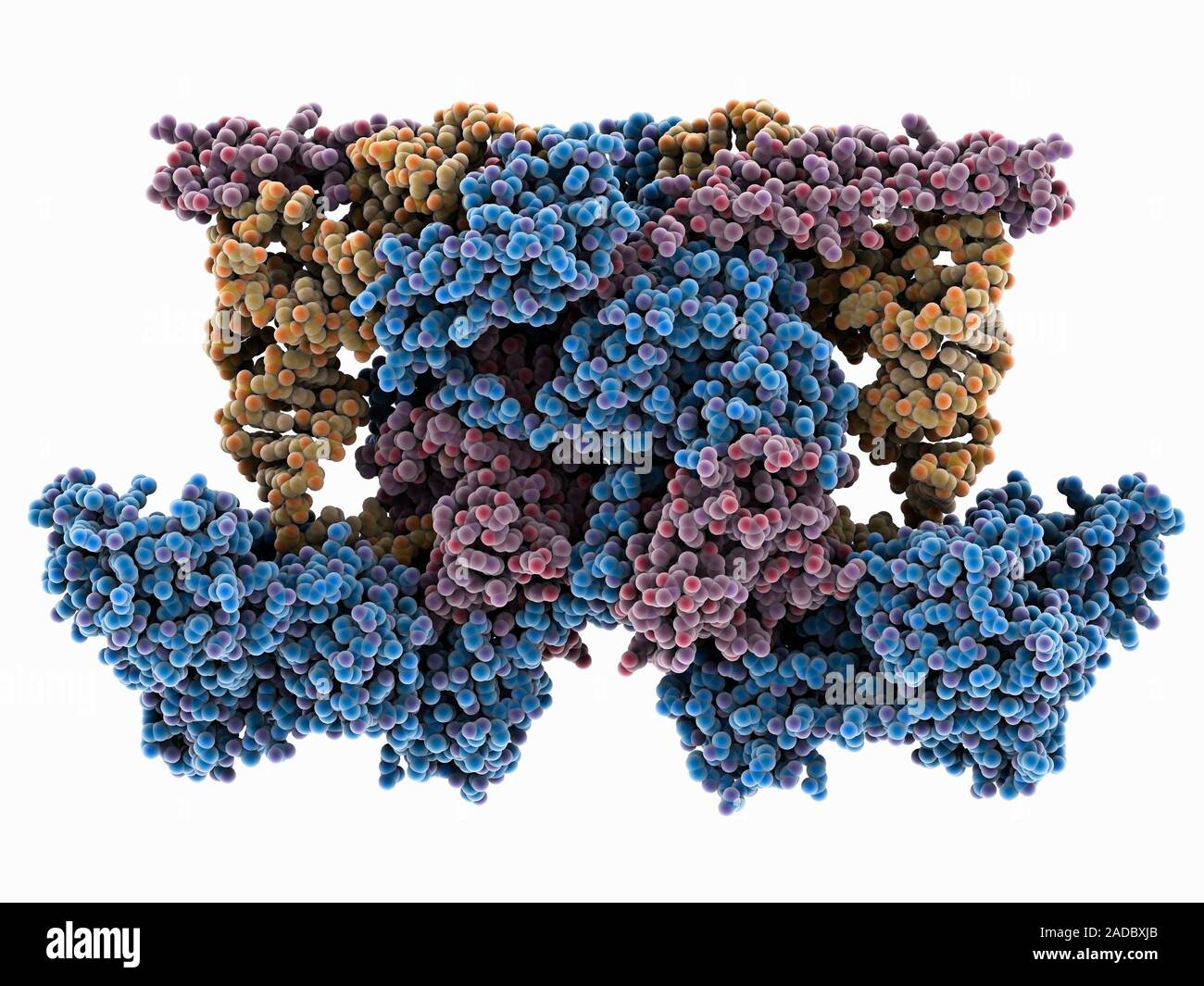 Phenylalanyl-transfer RNA (tRNA) synthetase complex. Computer model ...
