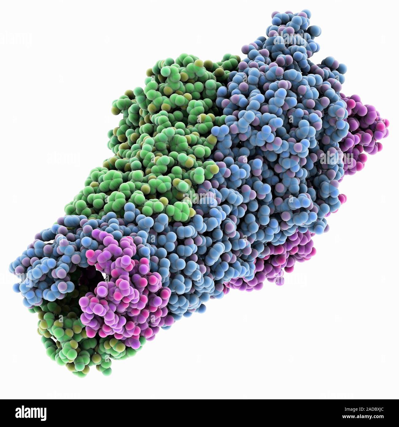 Multidrug efflux transporter component TolC. Computer model showing the ...