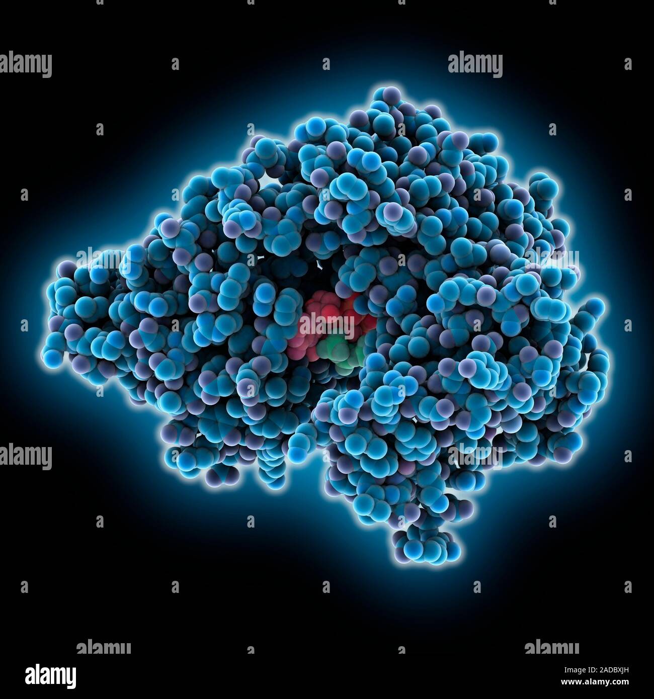 Bovine poly(A) polymerase. Computer model showing the structure of ...