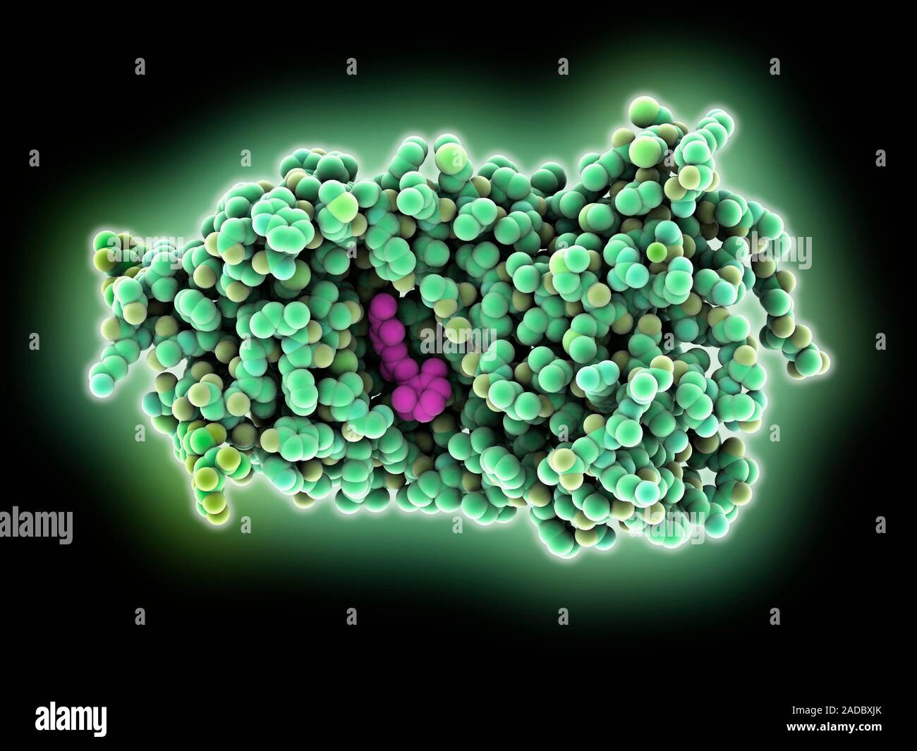 Rhodopsin Molecule Computer Model Showing Bovine Rhodopsin Green With The Light Sensing