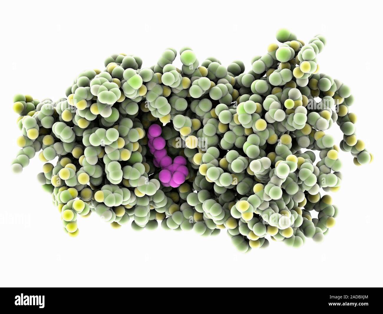 Rhodopsin Molecule Computer Model Showing Bovine Rhodopsin Yellow Green With The Light