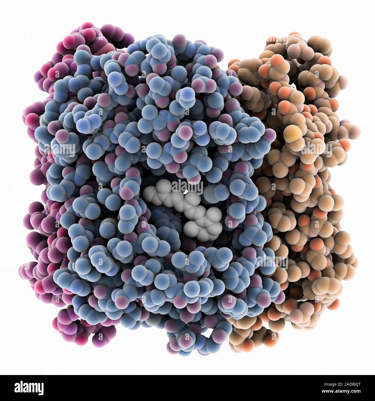 Bacteriorhodopsin Molecule Computer Model Showing The Structure Of Bacteriorhodopsin Made Up Of