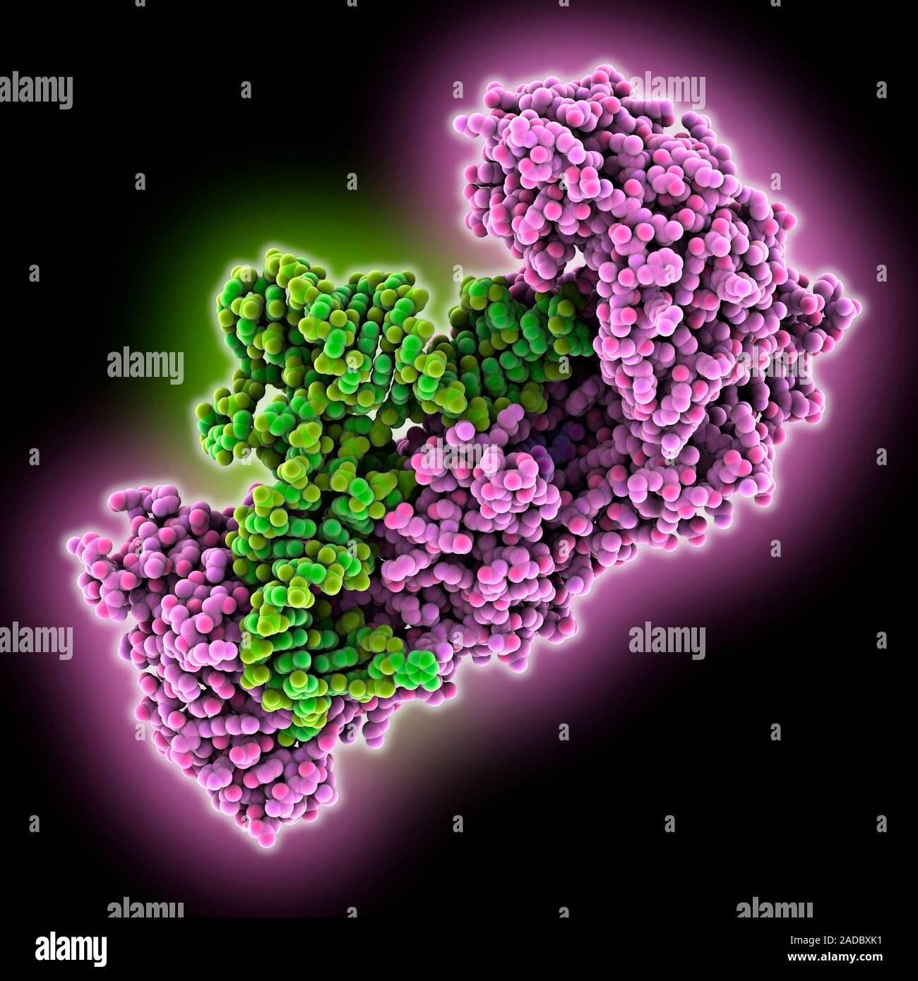 Isoleucyl-transfer RNA (tRNA) synthetase complex. Computer model ...