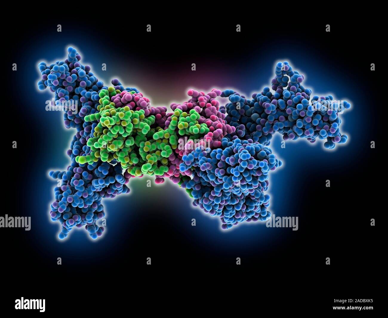 Interferon gamma complex. Computer model showing the structure of an ...
