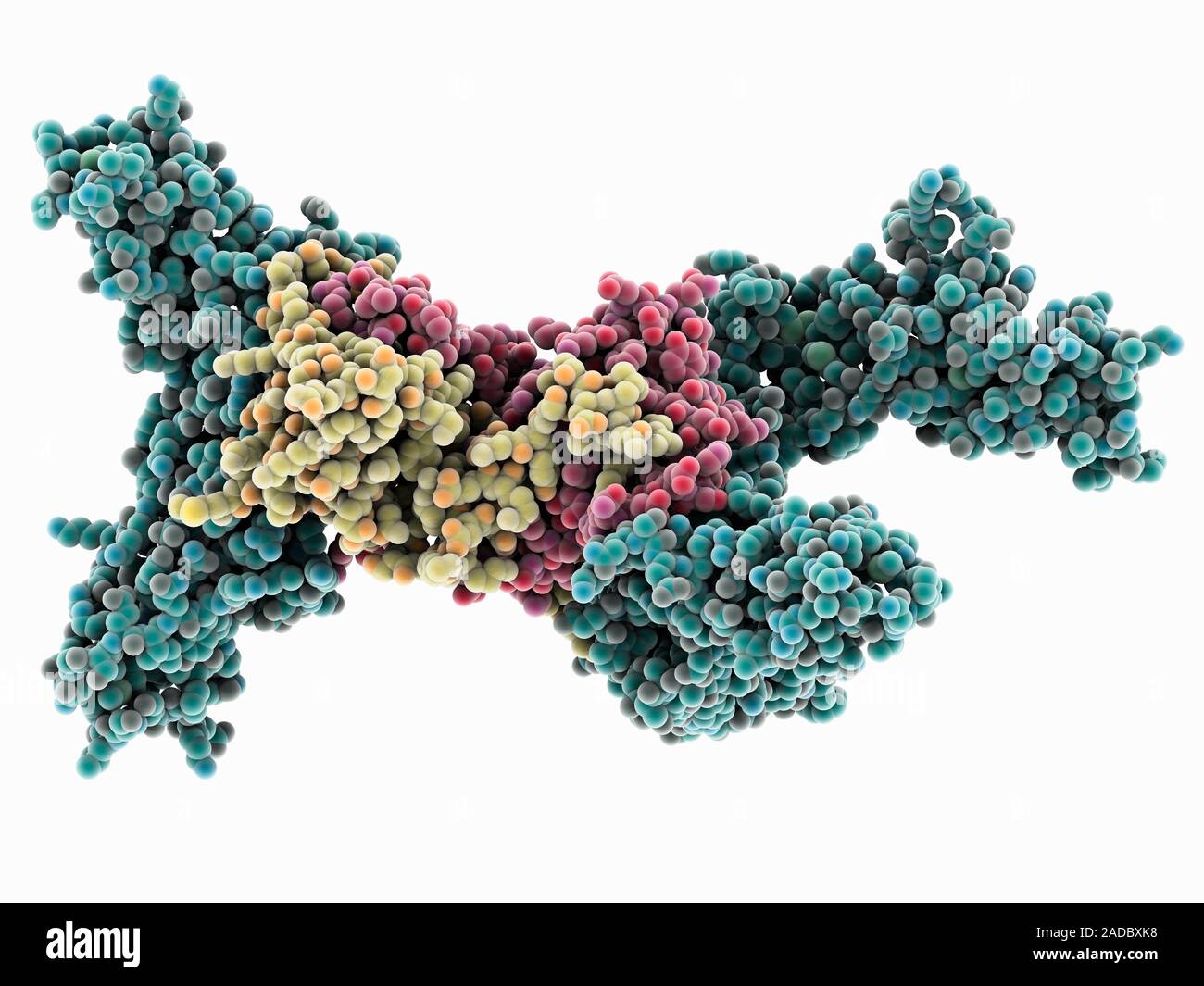 Interferon Gamma Complex Computer Model Showing The Structure Of An