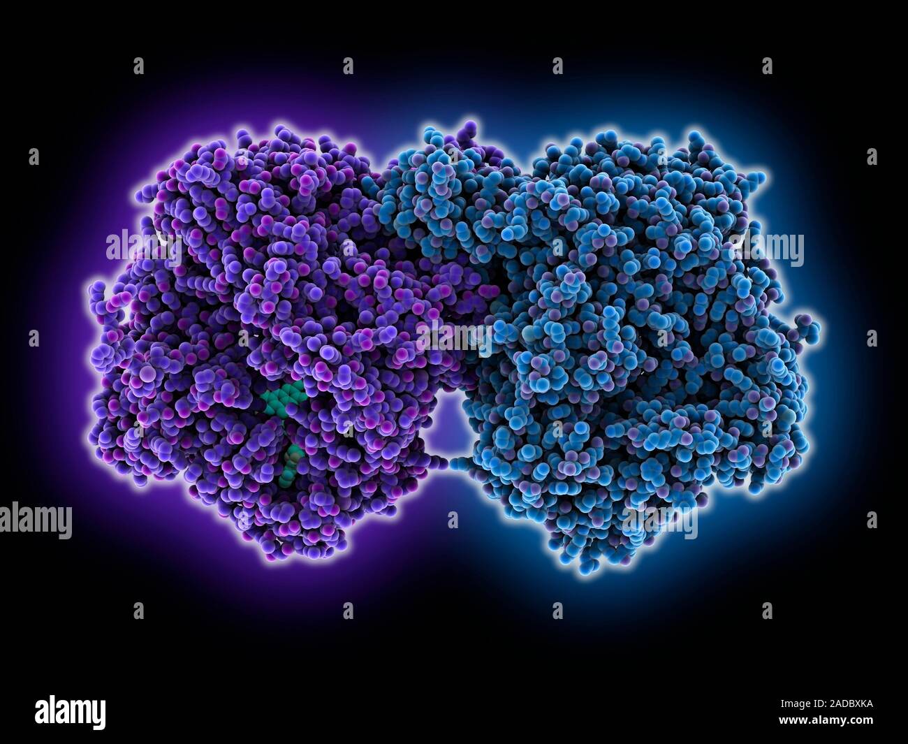 Xanthine oxidoreductase molecule. Computer model of the structure of ...