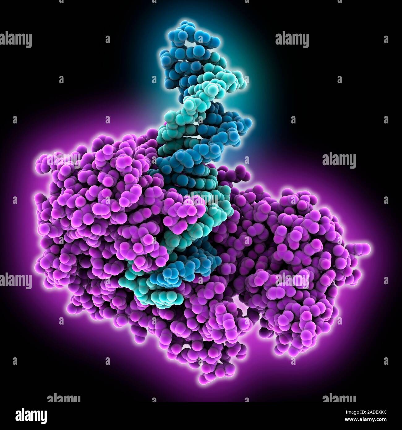 Fokl endonuclease bound to DNA (deoxyribonucleic acid). Computer model ...
