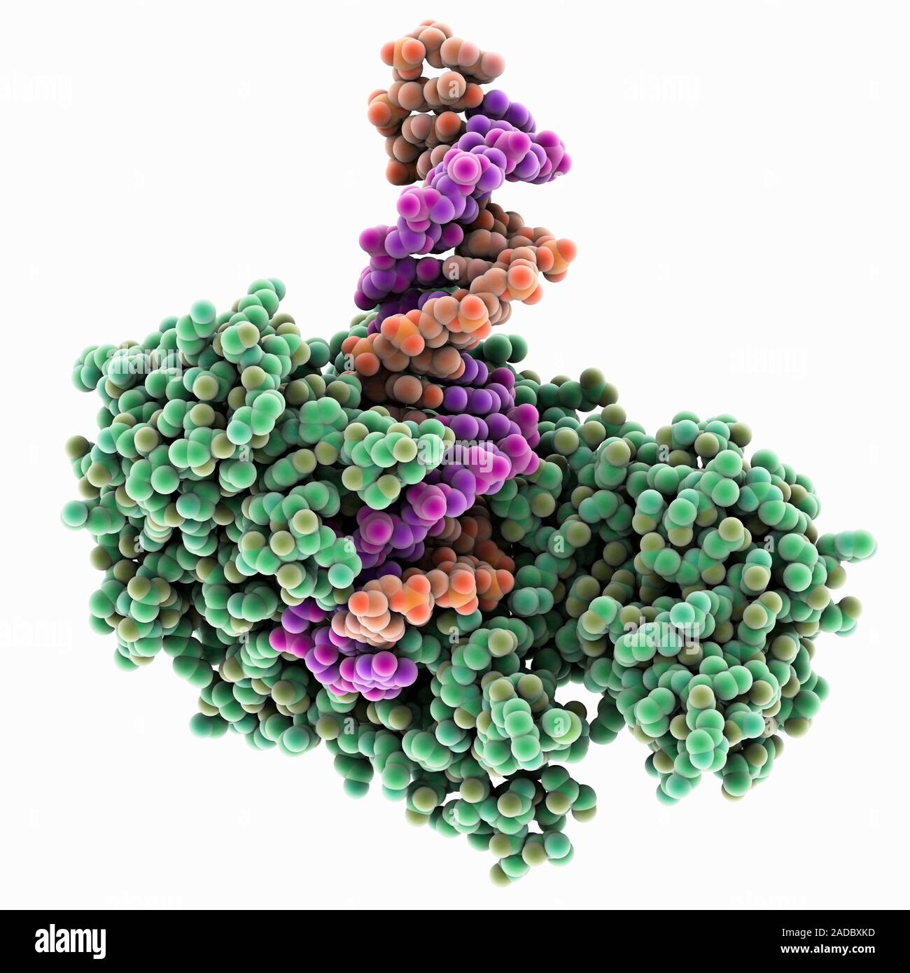 Fokl endonuclease bound to DNA (deoxyribonucleic acid). Computer model ...