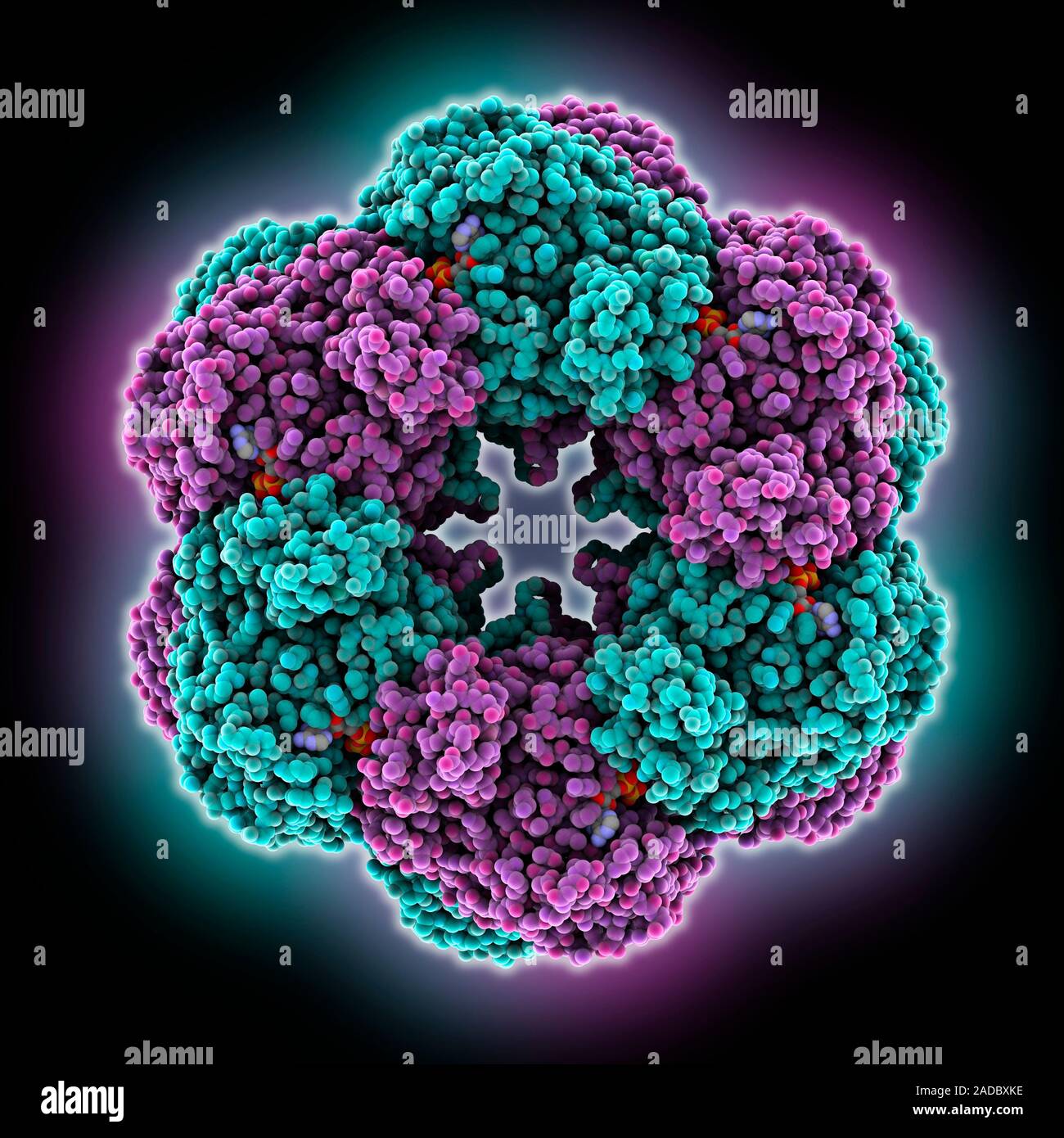 Glutamine Synthetase Molecule Computer Model Showing The Structure Of