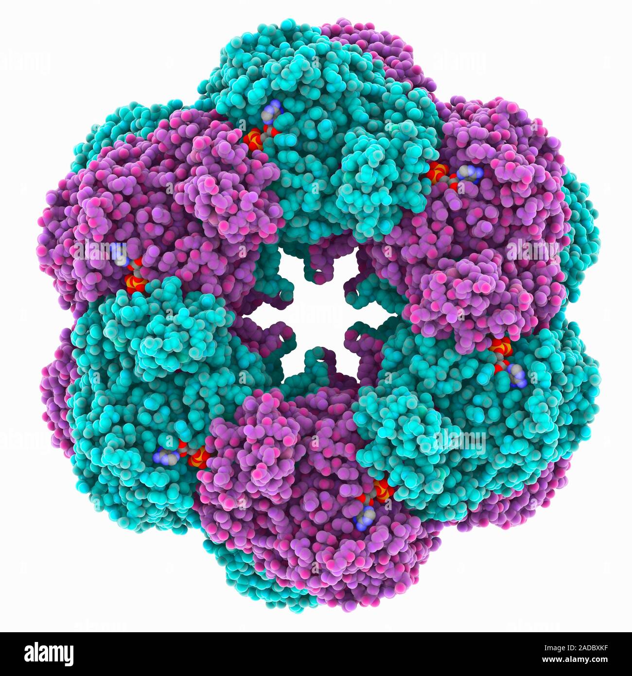 Glutamine Synthetase Molecule Computer Model Showing The Structure Of