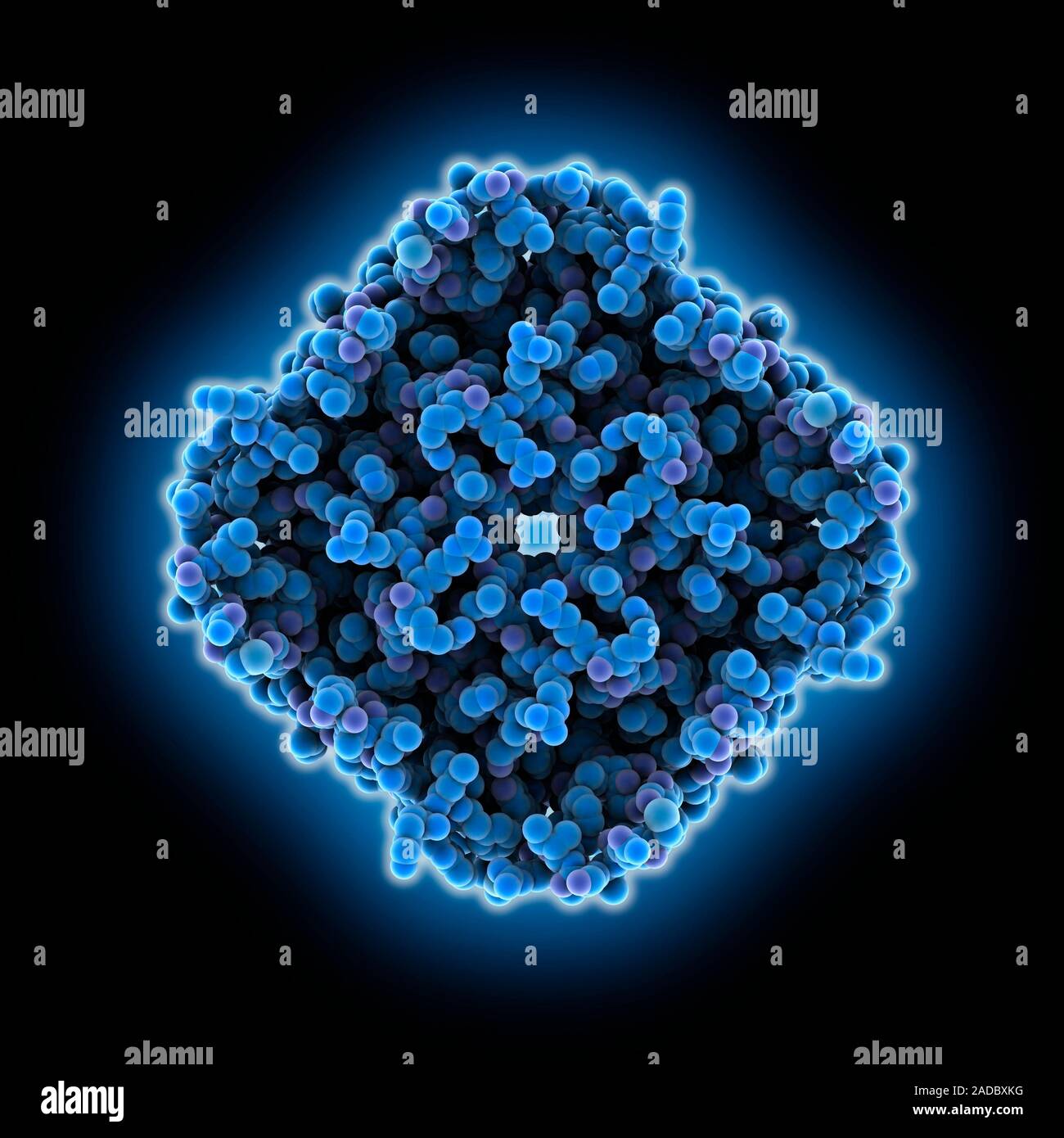 Aquaporin-1 molecule. Computer model showing the structure of human ...