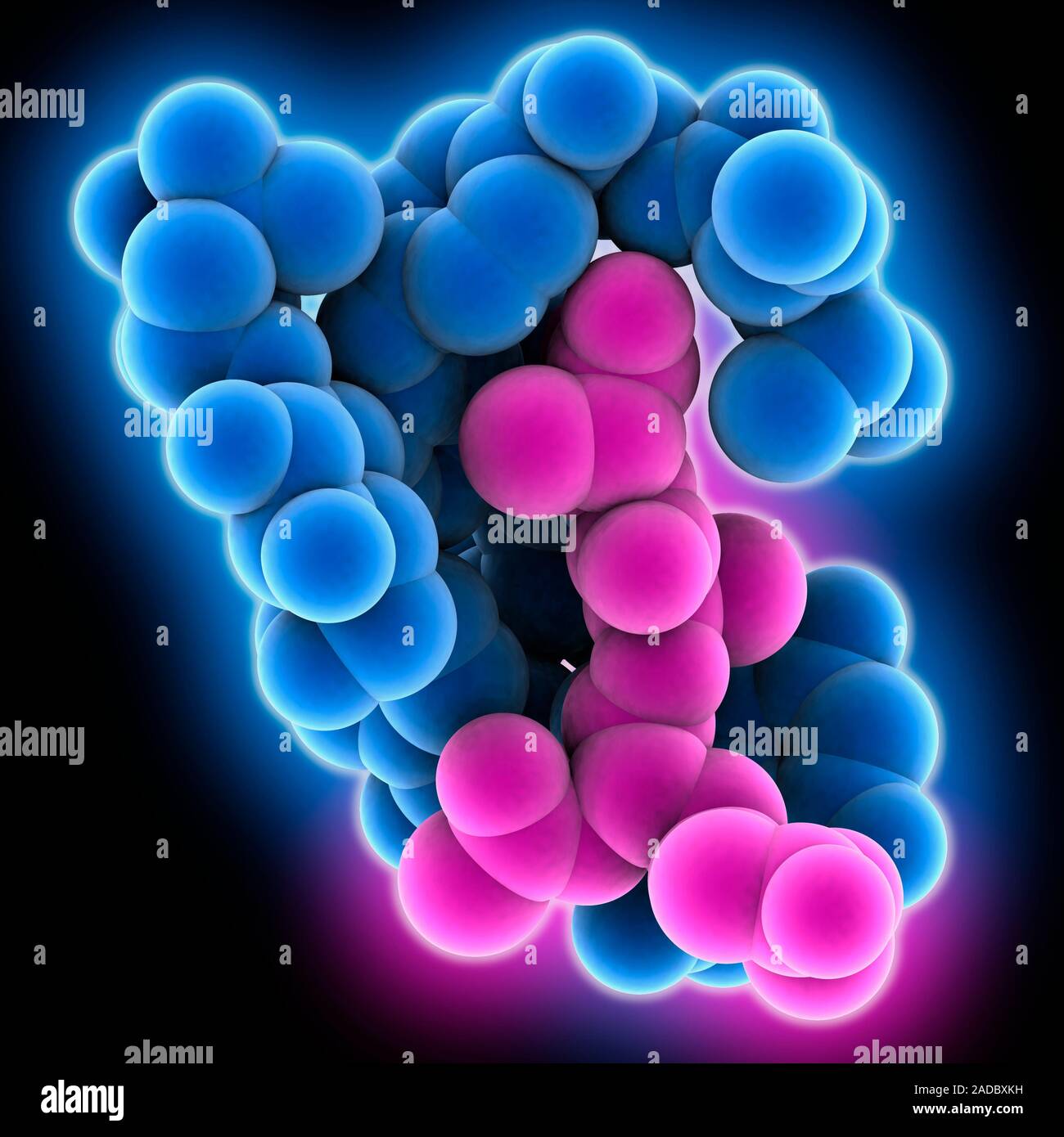Vancomycin molecule complexed with bacterial peptidoglycan. Computer ...