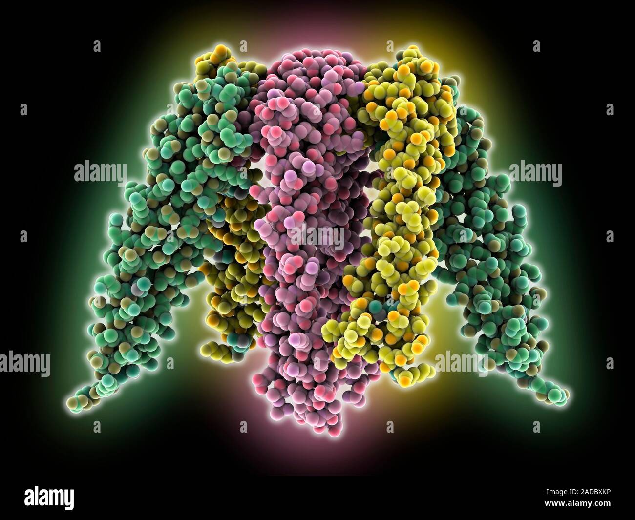 Prefoldin molecule. Computer model of archaeal prefoldin, a hexameric ...