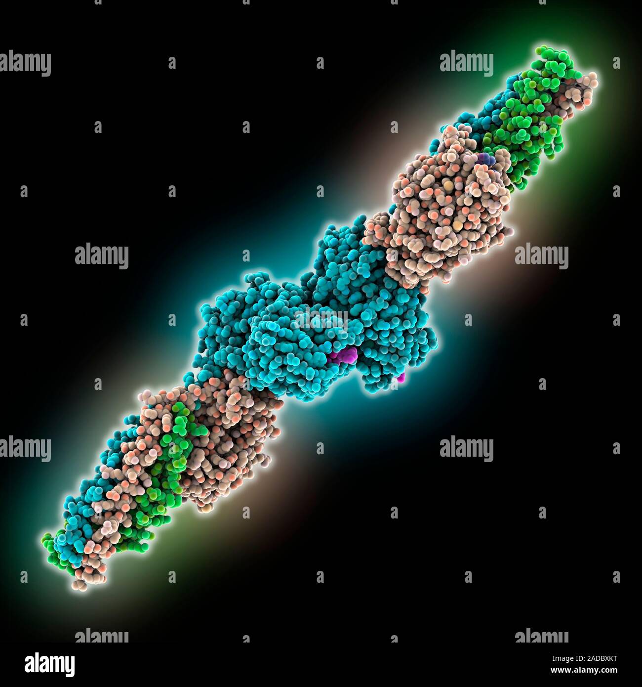 Human fibrin fragment molecule. Computer model showing the fragment ...