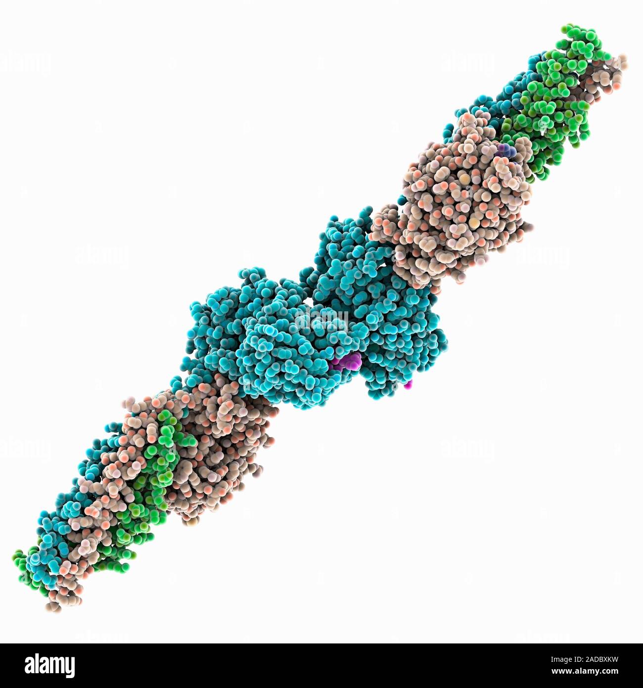 Human fibrin fragment molecule. Computer model showing the fragment ...