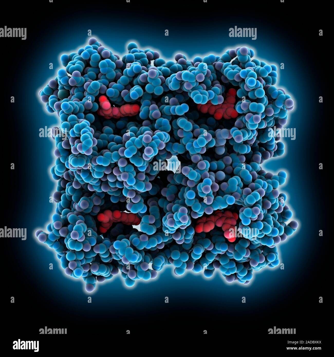 Red fluorescent protein from coral. Computer model showing the structure of DsRED, a red ...