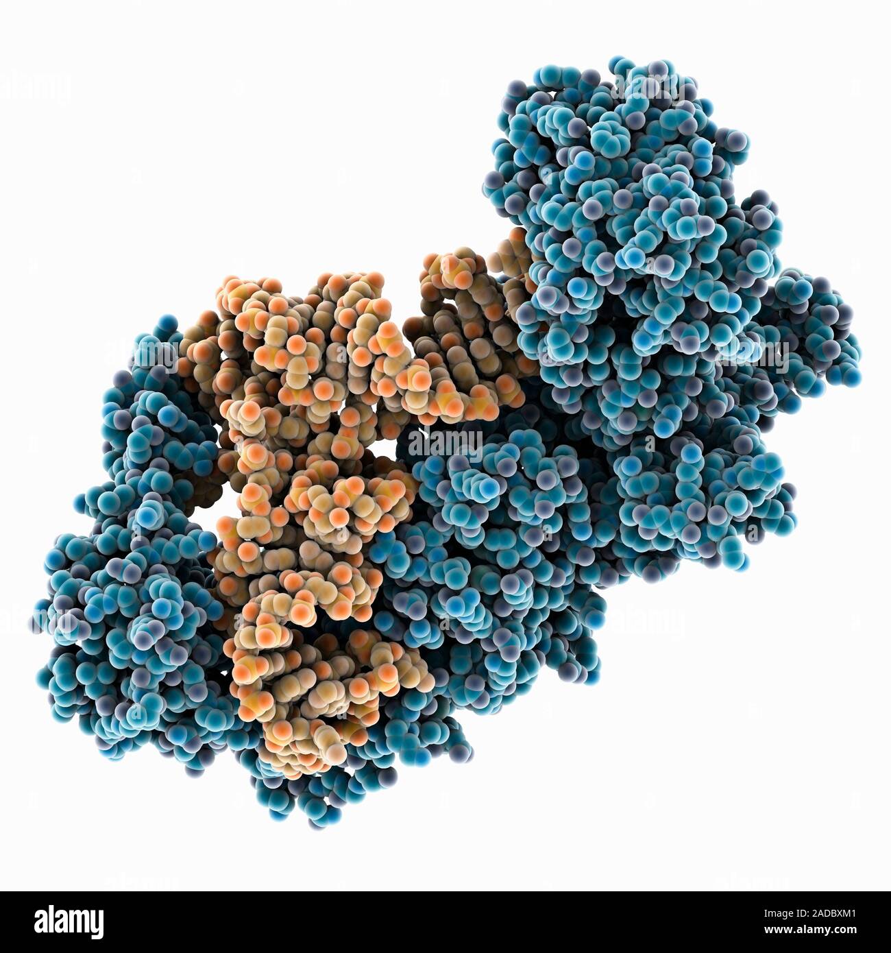Valyl Transfer Rna Trna Synthetase Complex Computer Model Showing The Structure Of Valyl Trna