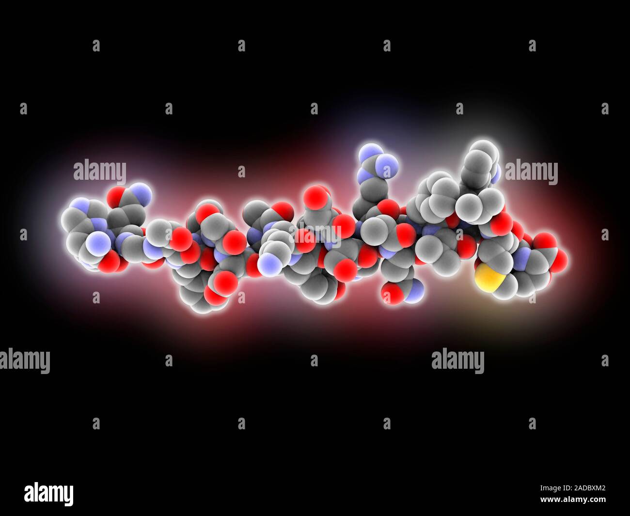 Glucagon molecule. Computer model showing the structure of the human ...