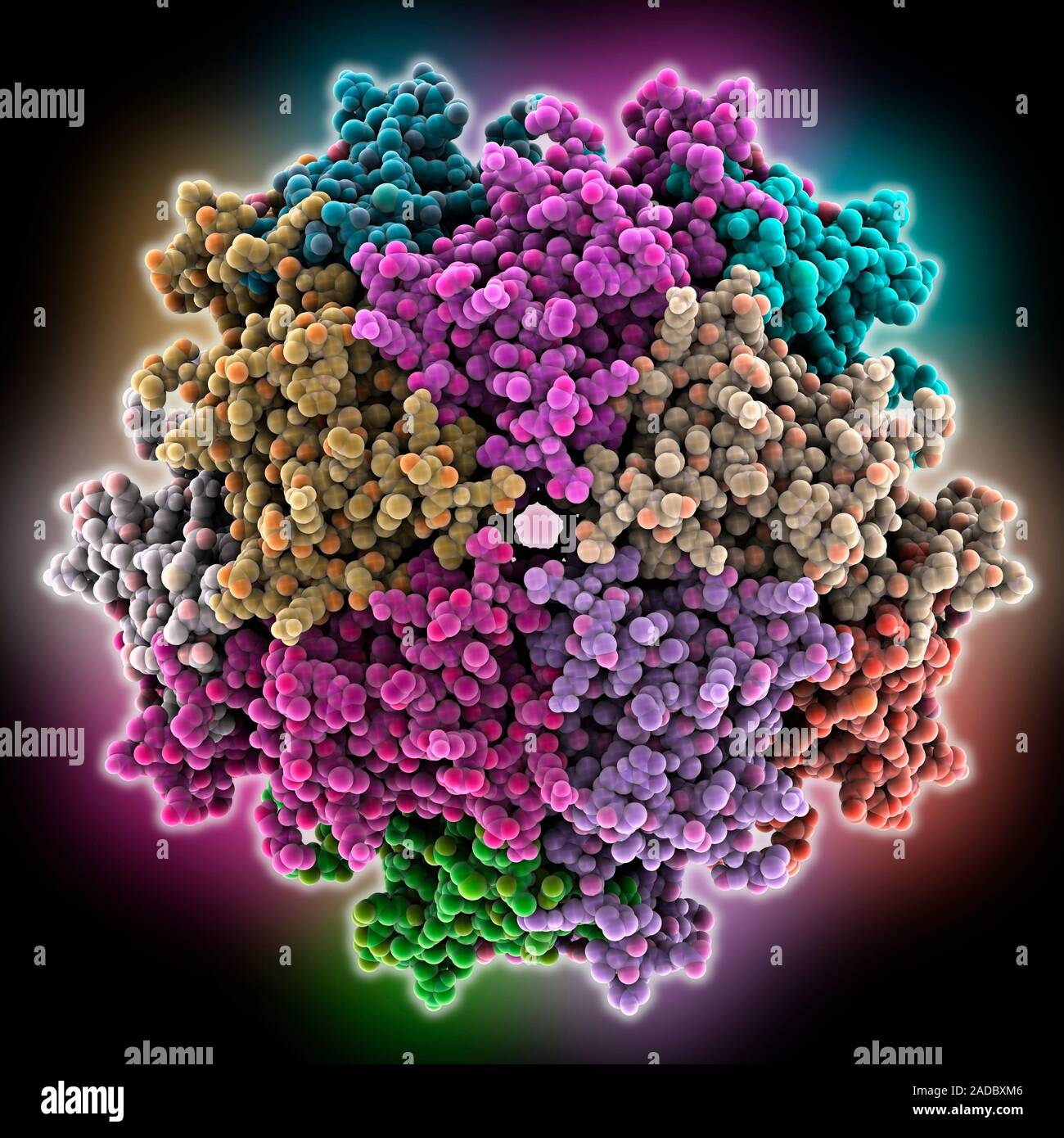 GTP cyclohydrolase I molecule. Computer model showing a cyclohydrolase ...