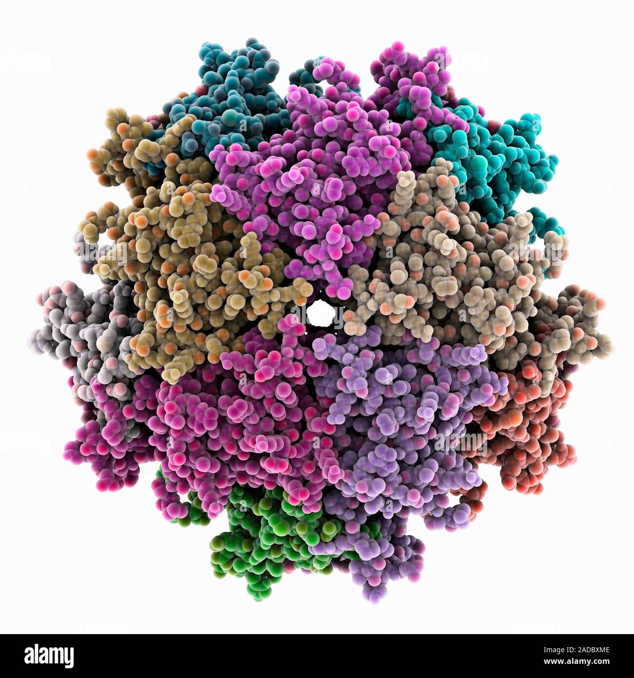 Gtp Cyclohydrolase I Molecule Computer Model Showing A Cyclohydrolase I Enzyme Complex Used In