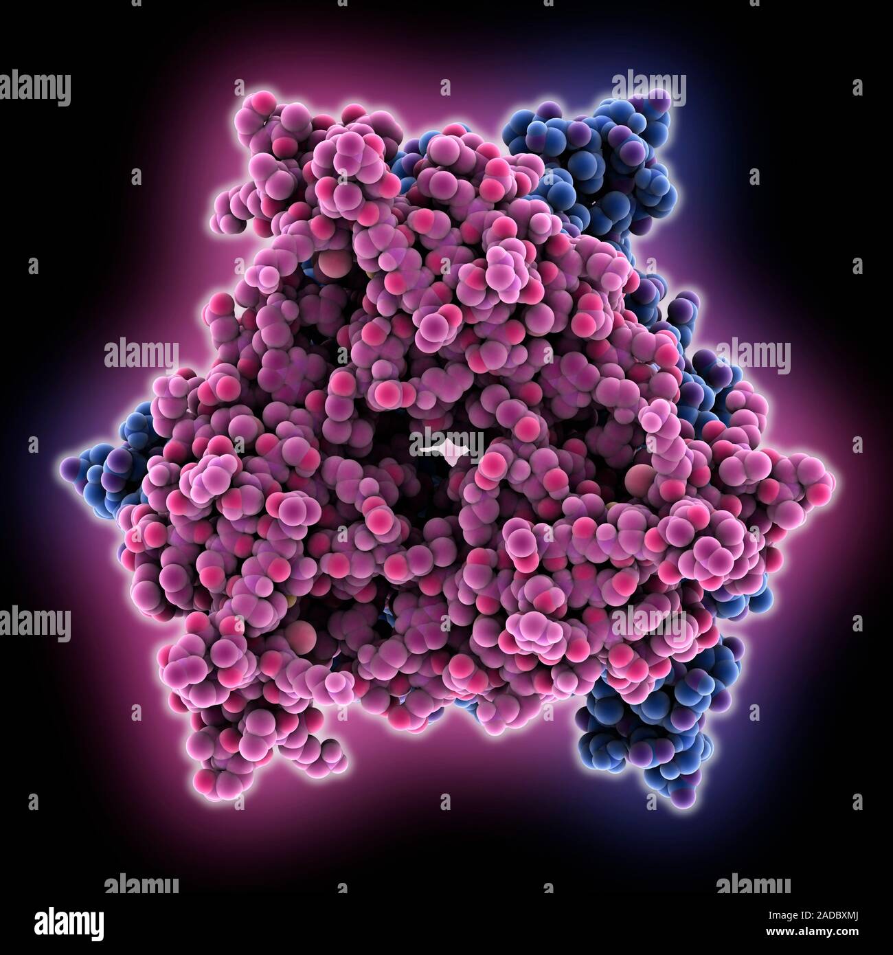 Ptps Synthase Molecule Computer Model Showing The Structure Of The Enzyme 6 Pyruvoyl
