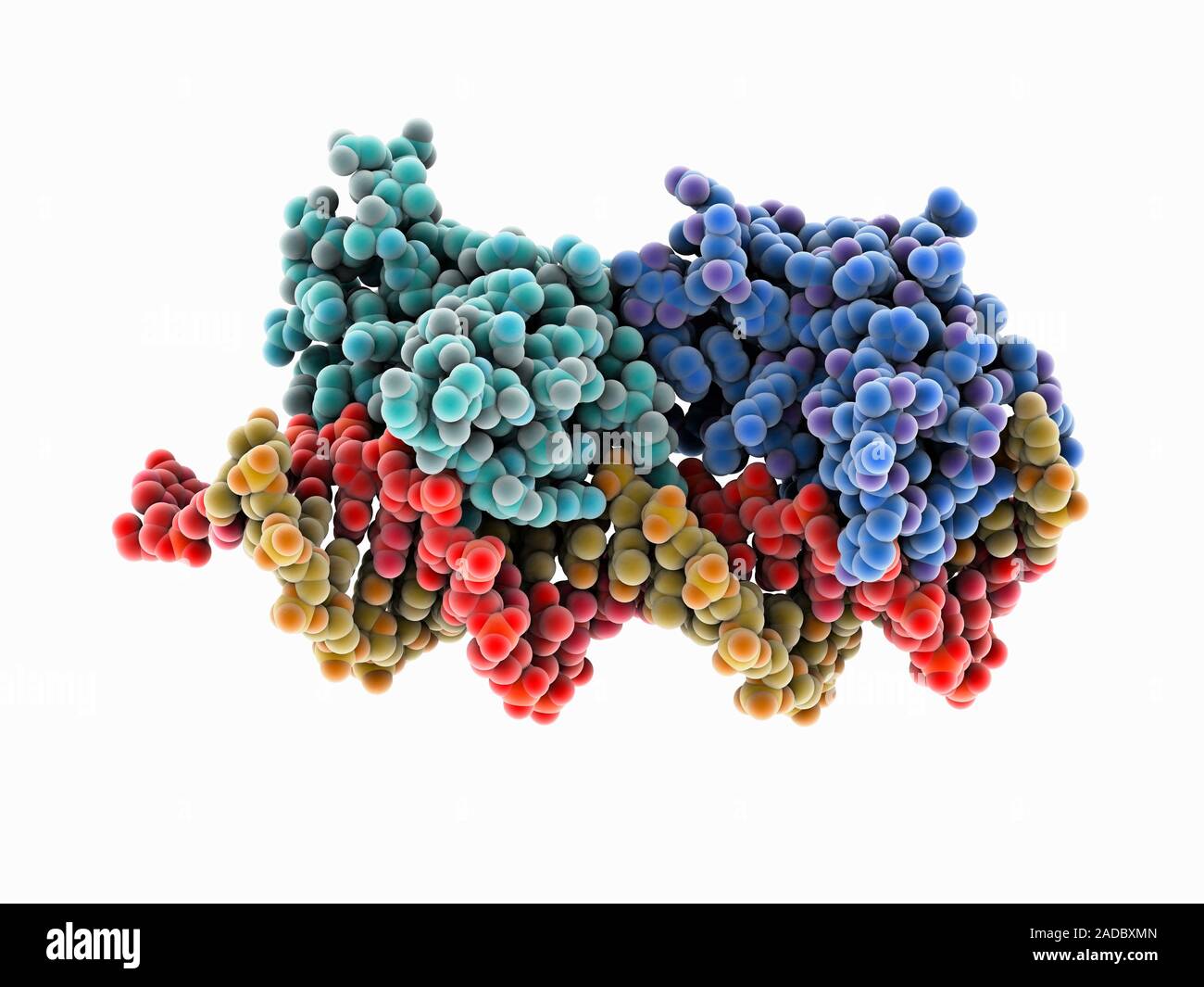 Bacterial response regulator bound to DNA (deoxyribonucleic acid ...