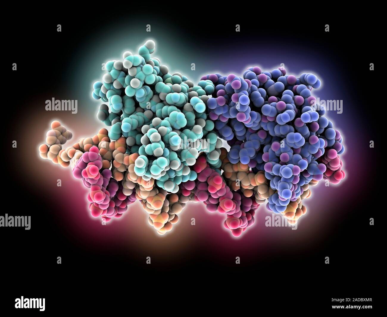 Bacterial response regulator bound to DNA (deoxyribonucleic acid ...