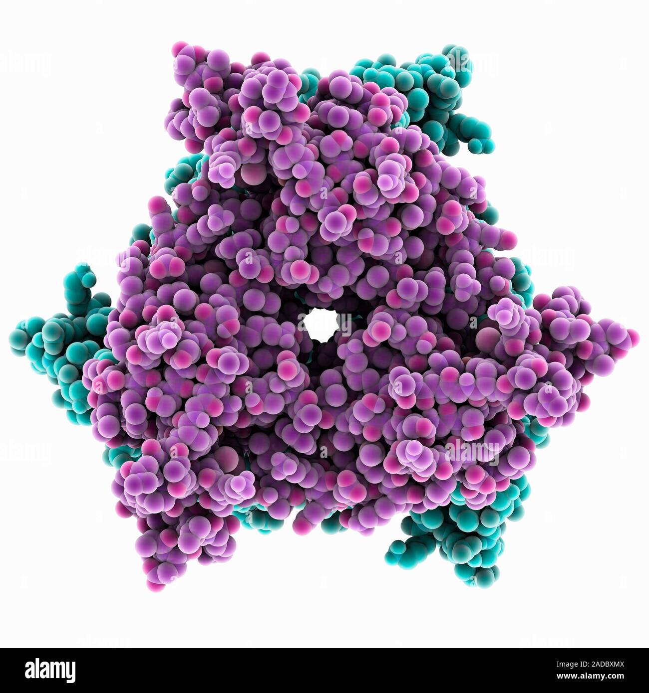 PTPS synthase molecule. Computer model showing the structure of the ...