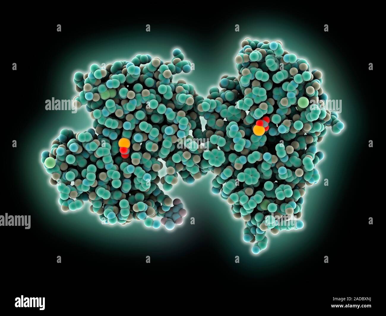 Transferrin transporter molecule. Computer model showing the structure ...