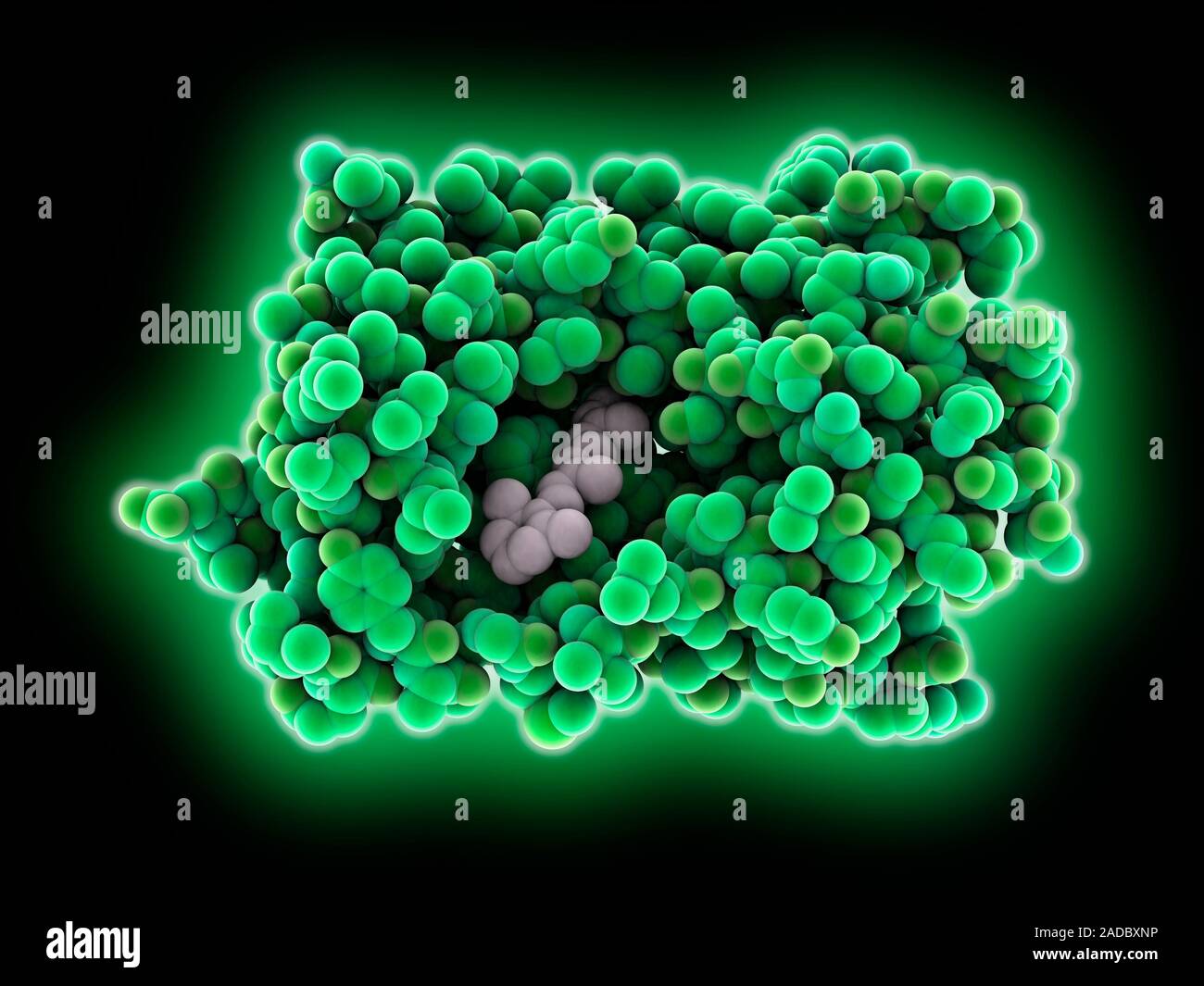 Sensory rhodopsin II molecule. Computer model showing the structure of ...